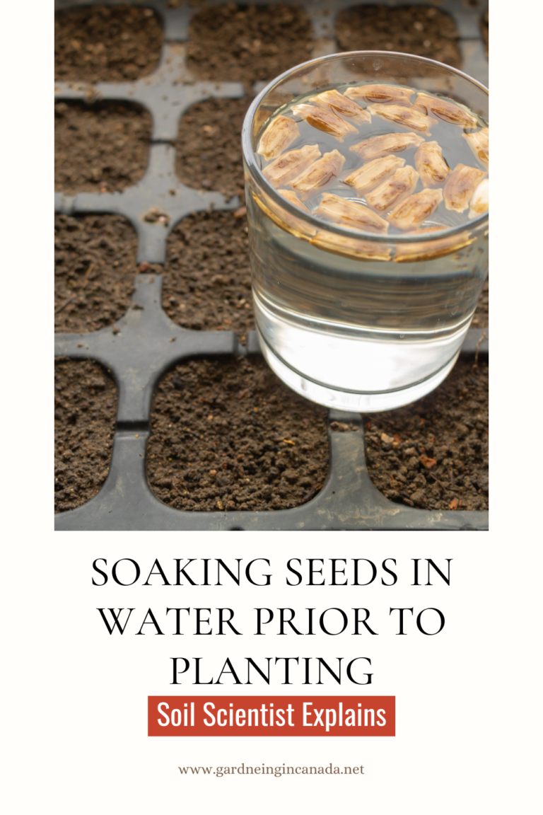 What Happens When Seeds Are Soaked In Water | Gardening In Canada