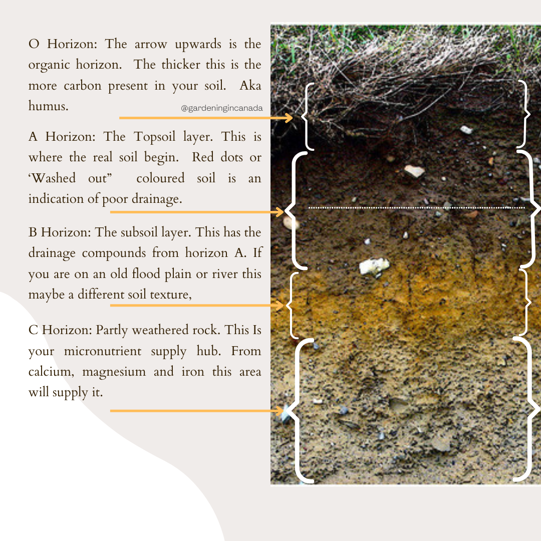 Understanding Soil Profiles For Your Garden | Gardening In Canada