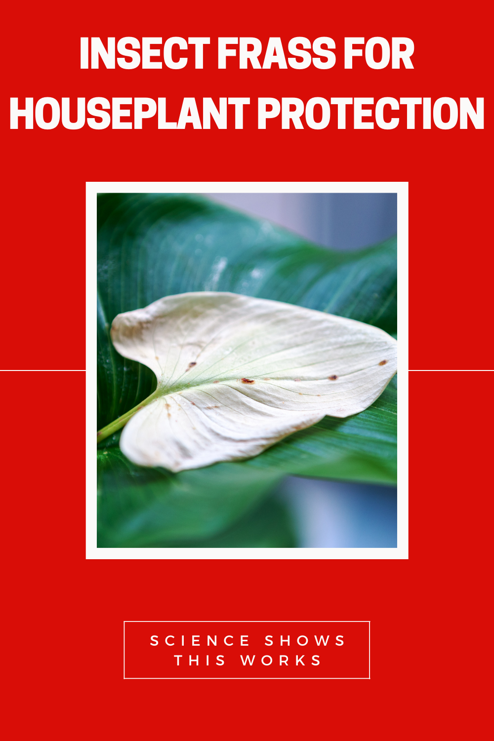 Insect Frass For Houseplants | Gardening In Canada