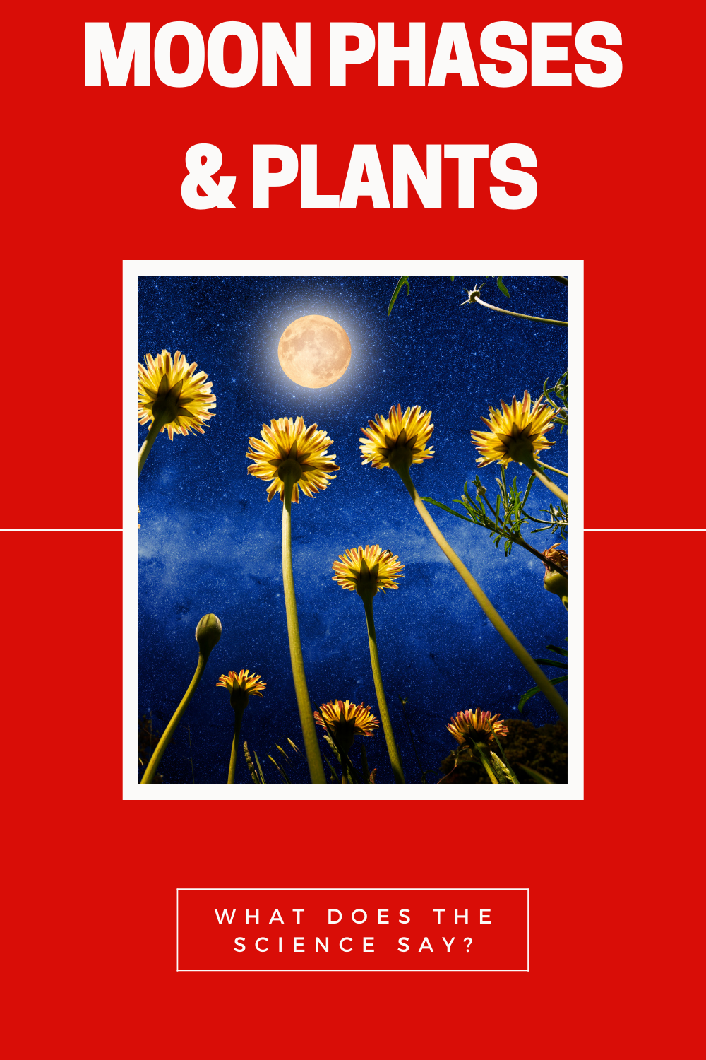 Moon Phase Planting - Science Says | Gardening In Canada