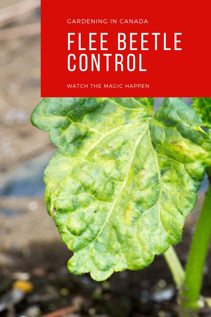 Effective Treatments and Prevention Strategies for Flea Beetles in the ...