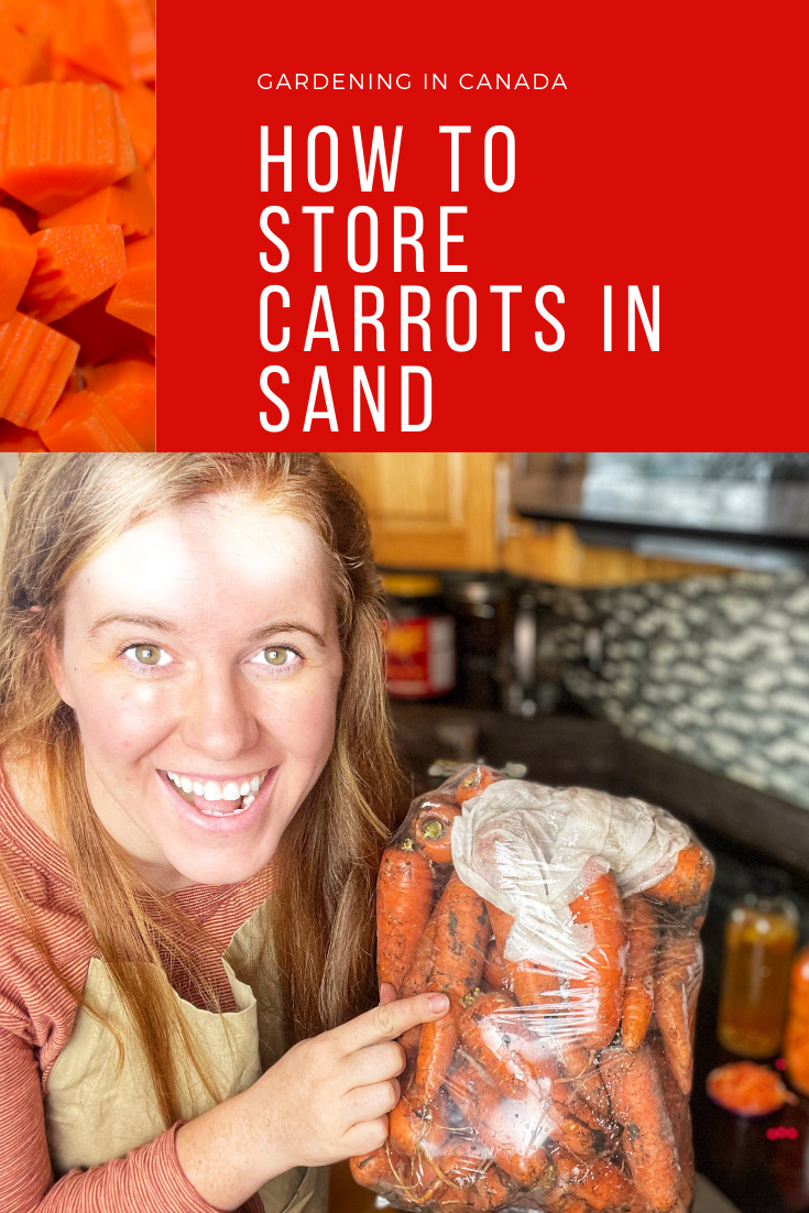 Sand Storage: A Guide to Keeping Carrots Fresh for the Long-term ...