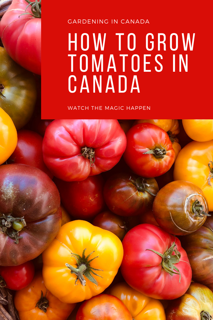 How To Grow Tomatoes In Canada | Gardening In Canada