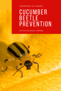 Cucumber Beetle Control in Gardens: Preventing and Treating Pest ...